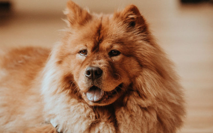 6 Dogs That Look Like Lion (& How To Make Yours A Lion Dog)