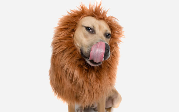 6 Dogs That Look Like Lion (& How To Make Yours A Lion Dog)