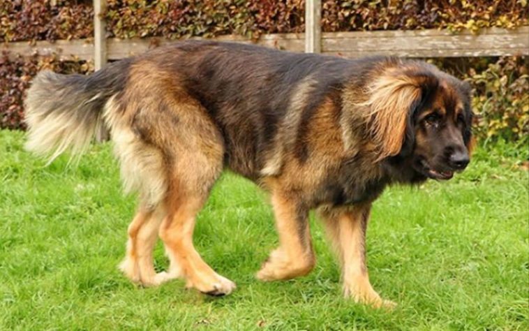 6 Dogs That Look Like Lion (& How To Make Yours A Lion Dog)