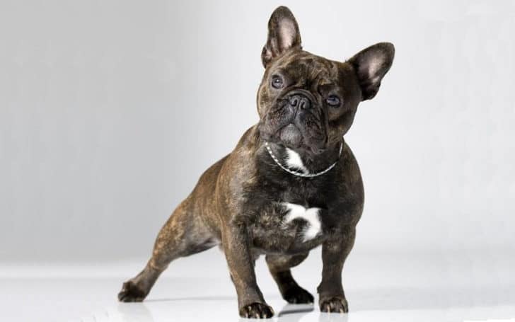 Everything To Know About The Brindle French Bulldog – Helping & Useful ...