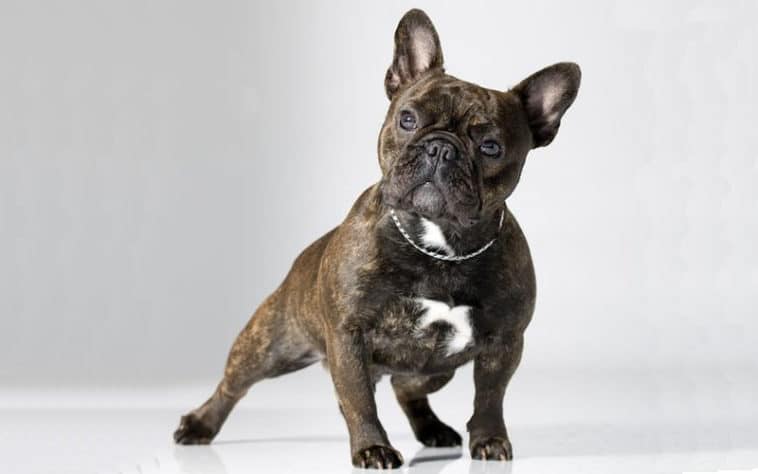 Everything To Know About The Brindle French Bulldog – Helping & Useful ...
