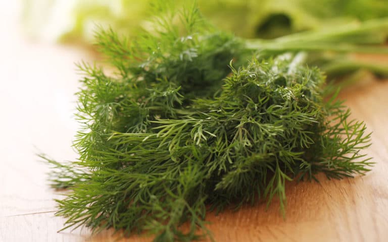 8 Tarragon Substitutes for Great Taste (20+ Recipe Ideas)