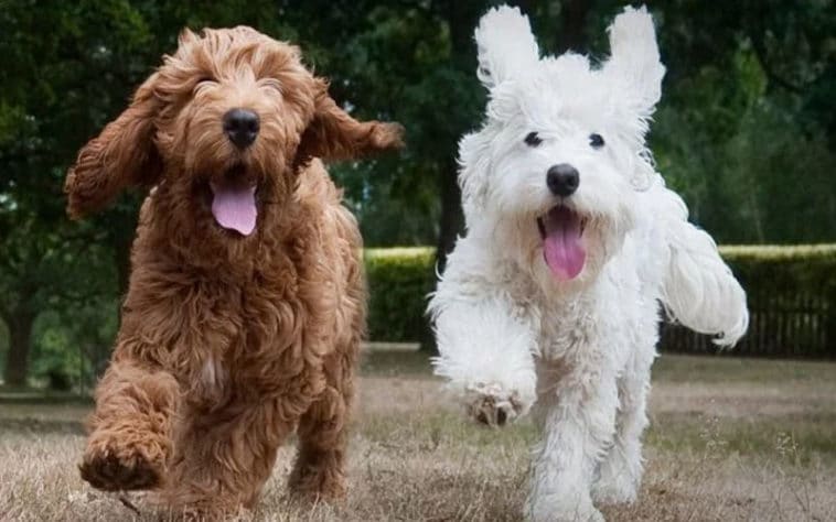 15 Shapedoodle breed and temperament Facts You Didn’t Know