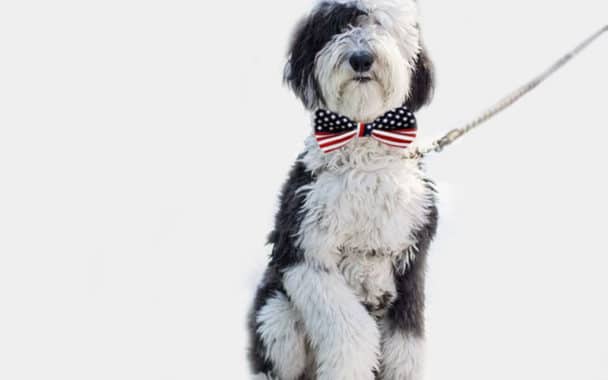 15 Shapedoodle breed and temperament Facts You Didn’t Know
