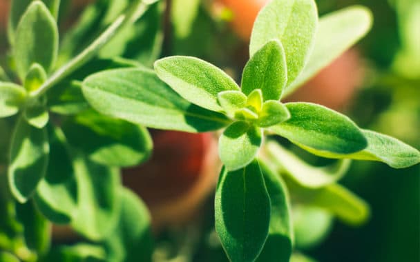 8 Tarragon Substitutes for Great Taste (20+ Recipe Ideas)