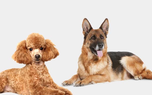 15 Shapedoodle breed and temperament Facts You Didn’t Know