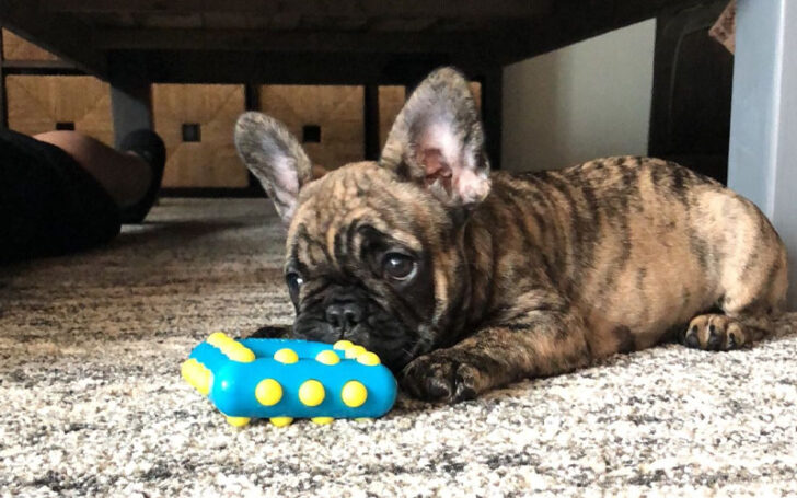 Everything To Know About The Brindle French Bulldog – Helping & Useful ...