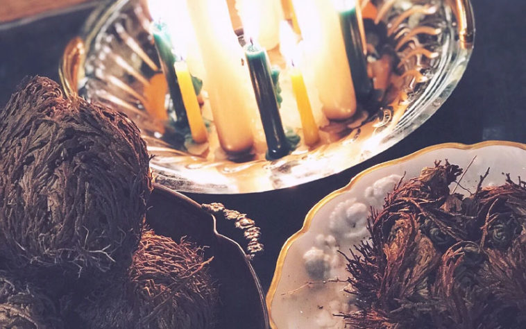 Jericho Rose - A Plant to Call Luck, Fortune and Prosperity