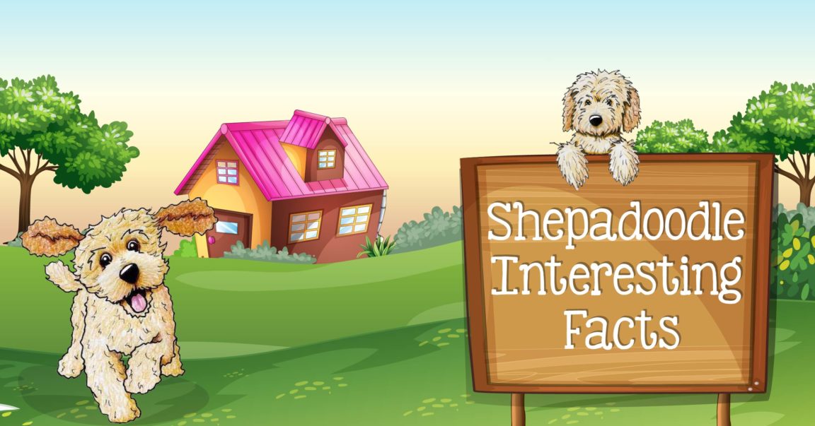 15 Shapedoodle breed and temperament Facts You Didn’t Know