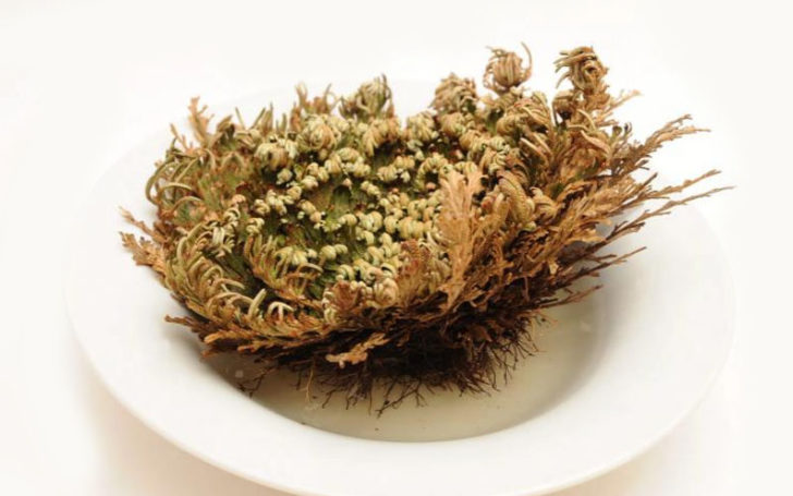 Jericho Rose - A Plant to Call Luck, Fortune and Prosperity