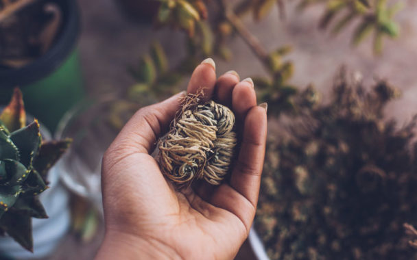 Jericho Rose - A Plant to Call Luck, Fortune and Prosperity