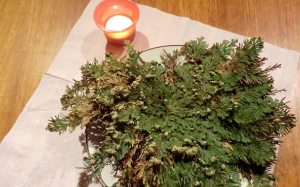 Jericho Rose - A Plant to Call Luck, Fortune and Prosperity