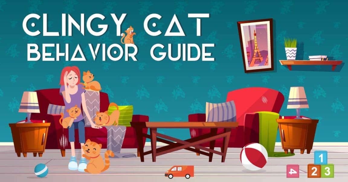 Symptoms And Cures For Your Clingy Cat | Step-by-Step Guide