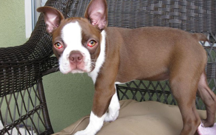 Is It Safe To Bring Red Boston Terrier Home | Health Guide