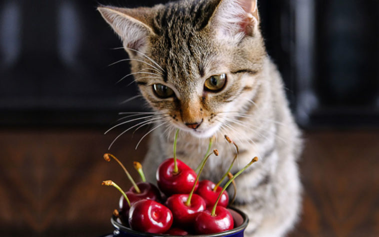 Should You Give Your Cat Cherries To Eat | Proof Study