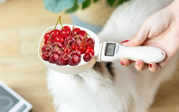 Should You Give Your Cat Cherries To Eat | Proof Study