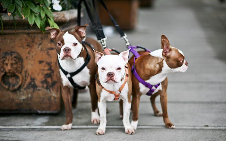 Is It Safe To Bring Red Boston Terrier Home | Health Guide
