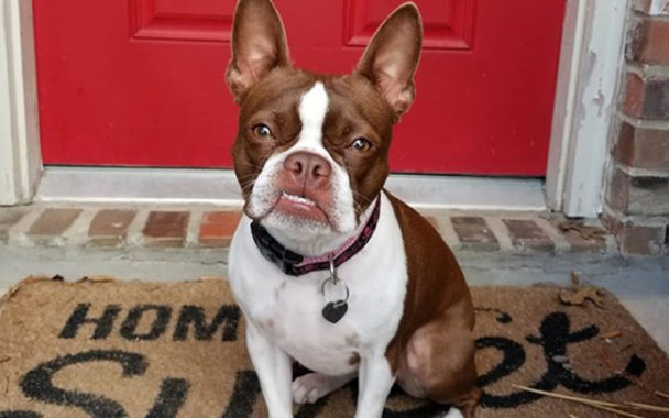 Is It Safe To Bring Red Boston Terrier Home | Health Guide