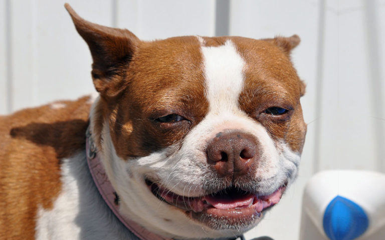 Is It Safe To Bring Red Boston Terrier Home | Health Guide