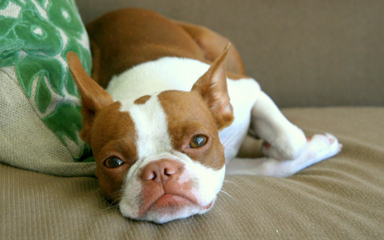 Is It Safe To Bring Red Boston Terrier Home | Health Guide