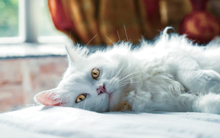 Can Cats Eat Tuna – How Much in Quantity – Cat Food Guide