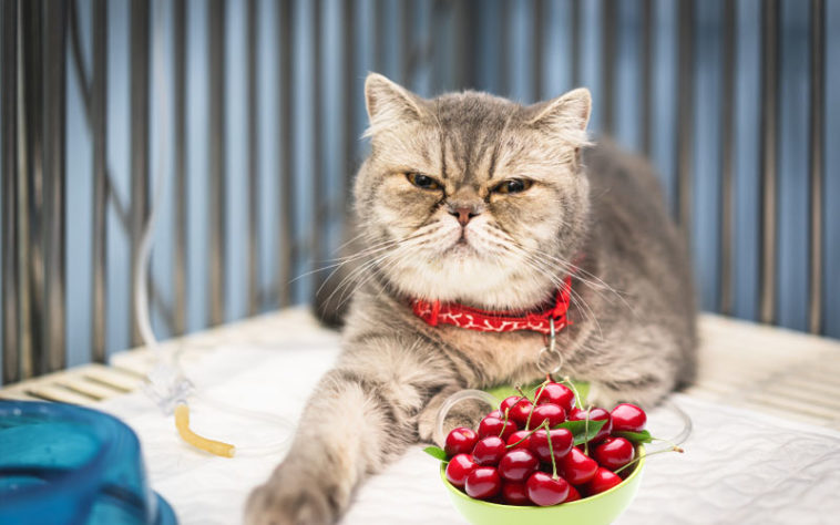 Should You Give Your Cat Cherries To Eat | Proof Study