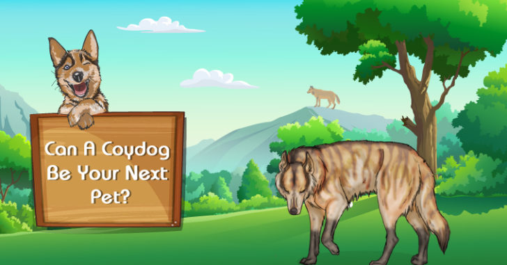 Detailed Coydog Guide (Personality, Care & Health Issues)
