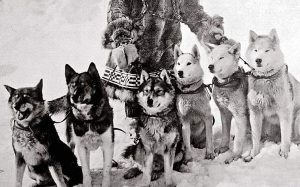 The Eight Below Tale of Sakhalin Husky Dogs – Died in the Snow (Only ...