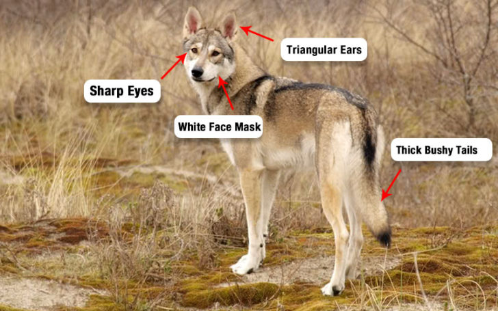 Detailed Coydog Guide (Personality, Care & Health Issues)