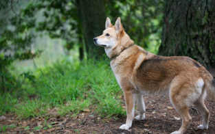 Detailed Coydog Guide (Personality, Care & Health Issues)