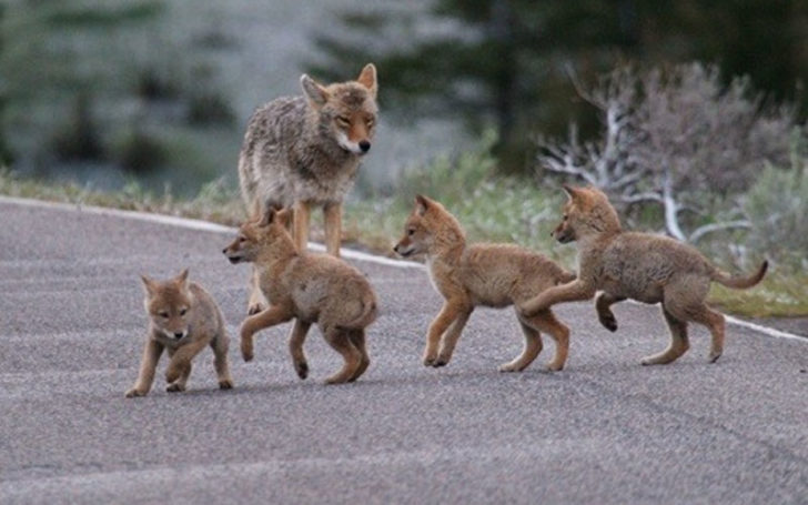 Detailed Coydog Guide (Personality, Care & Health Issues)