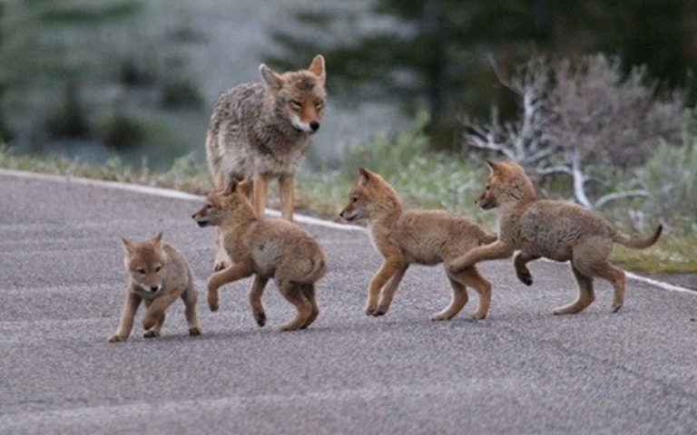 Detailed Coydog Guide (Personality, Care & Health Issues)