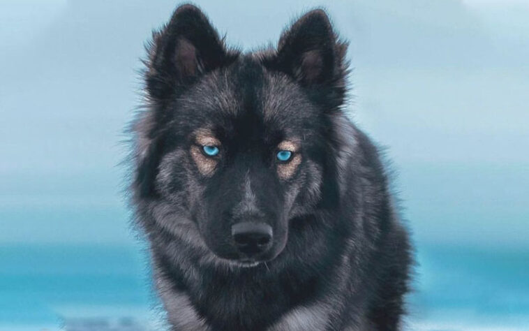 Ultimate Guide of 17 Types of Huskies (With Infographics)