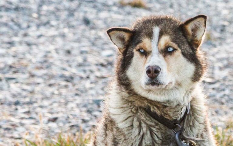 Ultimate Guide of 17 Types of Huskies (With Infographics)