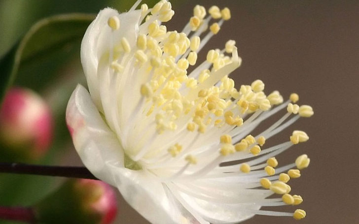 How Myrtle Flower Will Bring Peace In Your Life? 15 Facts