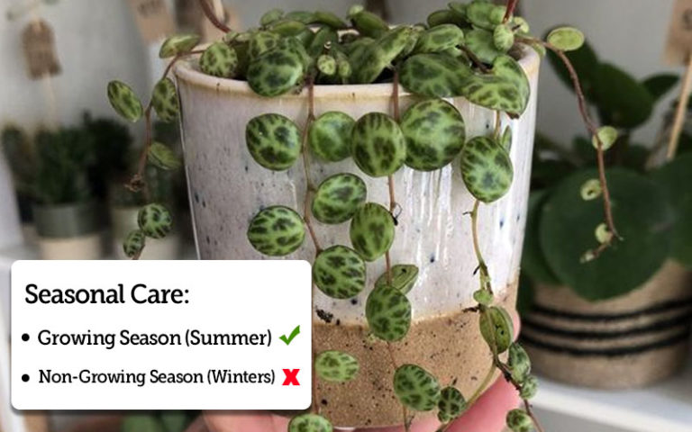 Peperomia Prostrata | String of turtles | 11 Garden Care Tips