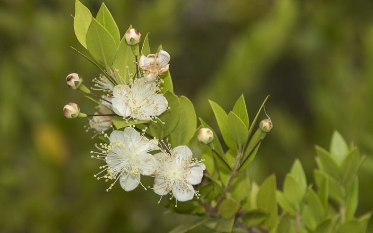 How Myrtle Flower Will Bring Peace In Your Life? 15 Facts