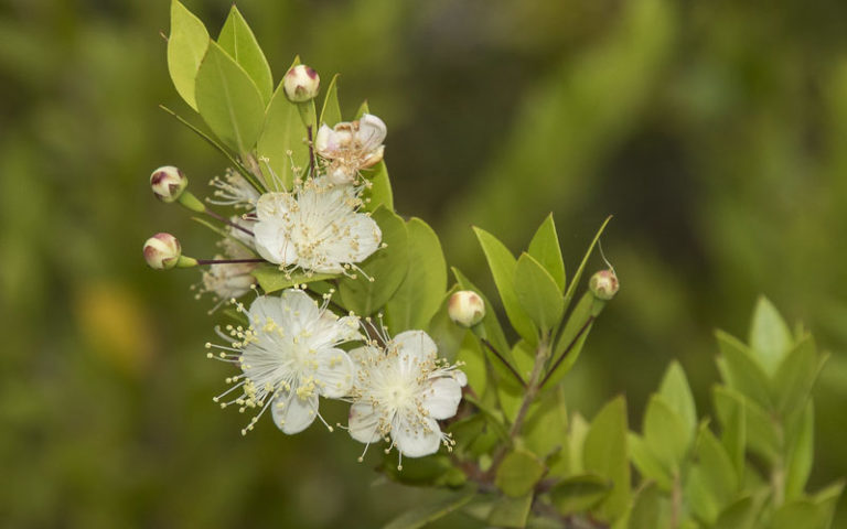 How Myrtle Flower Will Bring Peace In Your Life? 15 Facts