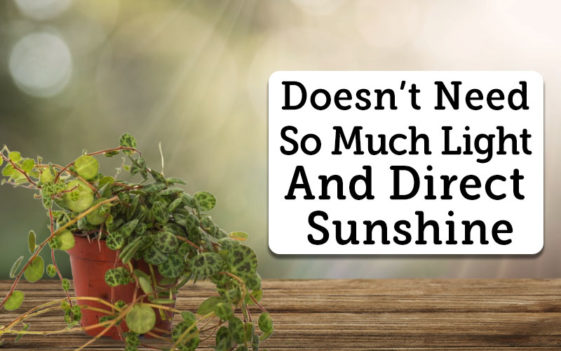 Peperomia Prostrata | String of turtles | 11 Garden Care Tips