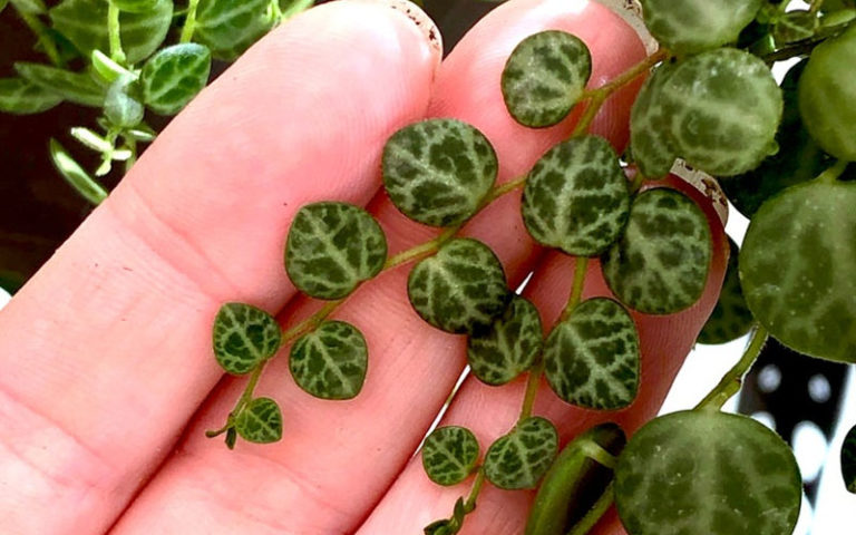 Peperomia Prostrata | String of turtles | 11 Garden Care Tips