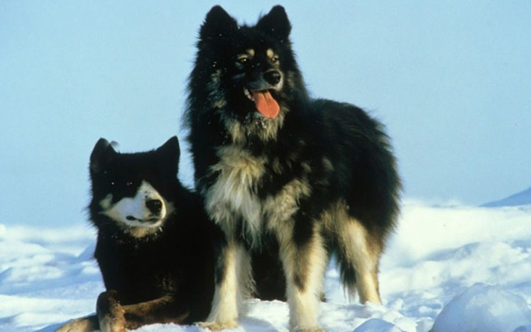 Ultimate Guide of 17 Types of Huskies (With Infographics)