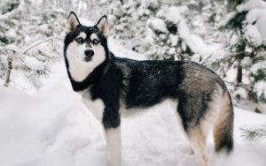 Ultimate Guide of 17 Types of Huskies (With Infographics)
