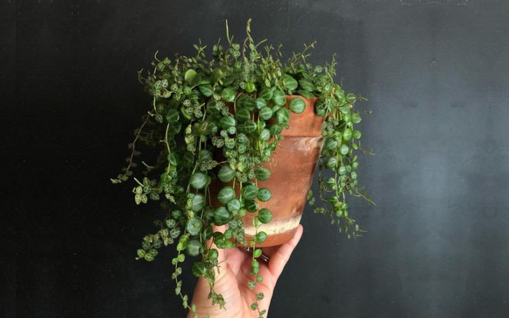 Peperomia Prostrata | String of turtles | 11 Garden Care Tips