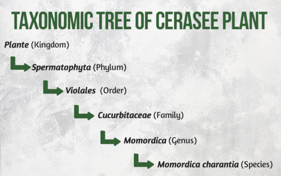 Why Should You Drink Cerasee Tea (9 Proven Health Benefits)