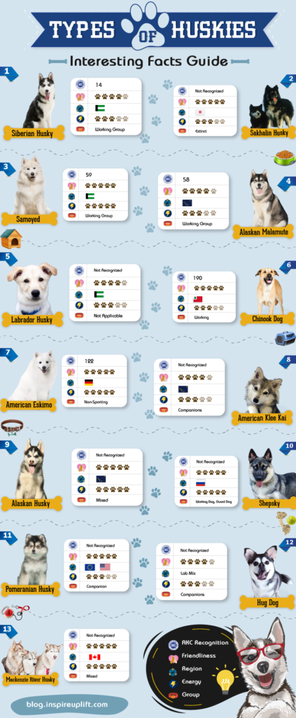 18 Types of Huskies | Complete Breed Guide, Info & Pictures – Helping ...