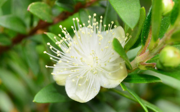 Mint Plant Myrtle (Myrtus Communis): Characteristics And Care Rosemary ...