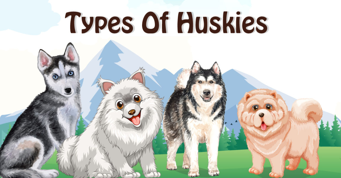 Ultimate Guide of 17 Types of Huskies (With Infographics)