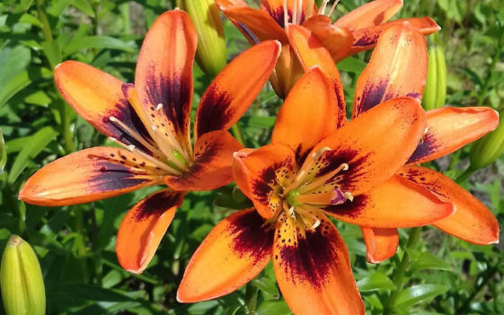 15 Types of Lilies by Color & Species (9 Divisions)