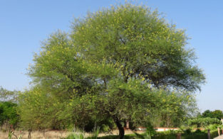 Why Acacia Wood Must Be Your Ultimate Choice of Wood