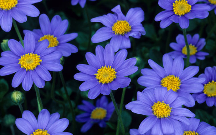 22 Blue Flowers To Amp Up Your Garden (Sorted By Season)
